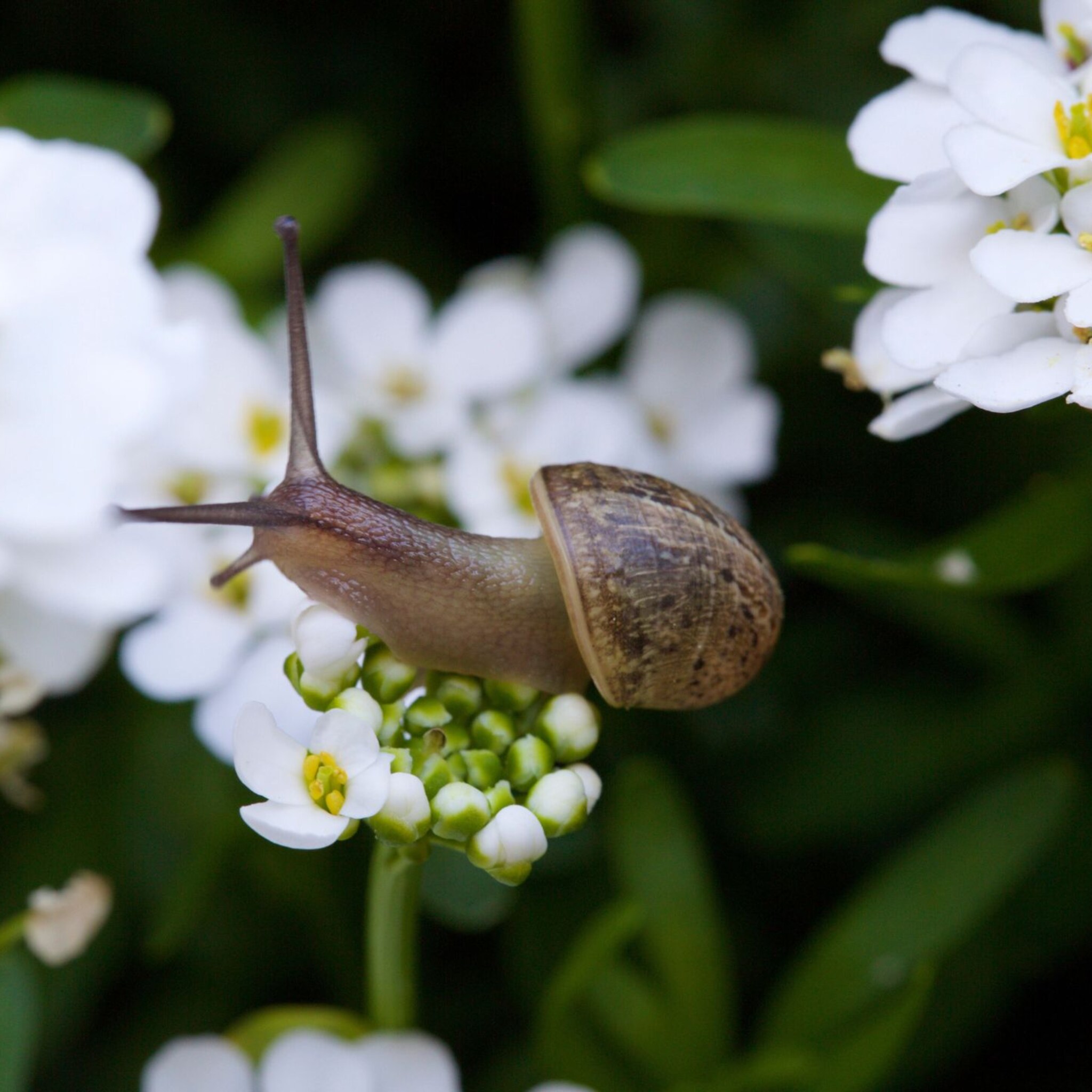 RTL stopt met ‘Eigen huis & tuin: lekker leven’