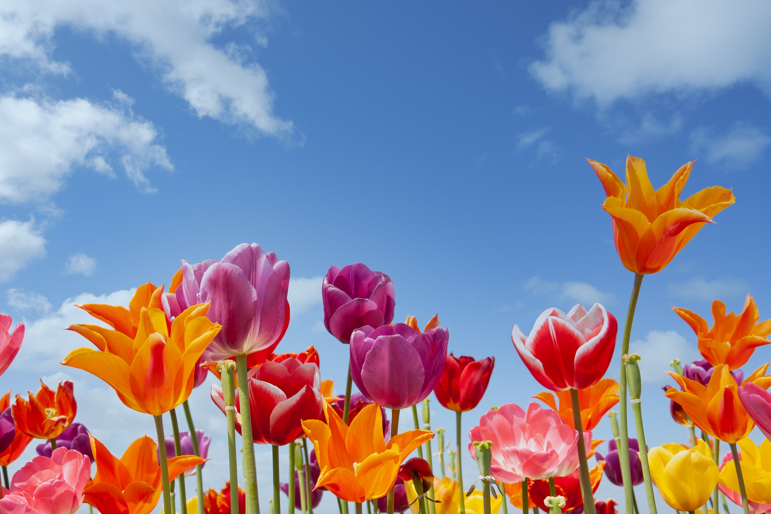 20 maart start de lente: krijgen we dan ook lenteweer? | Libelle