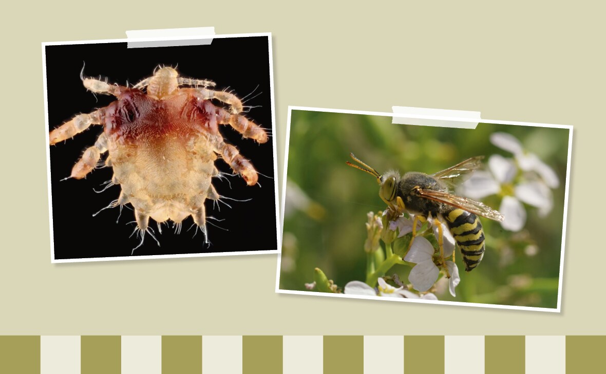 Déze beestjes zijn genomineerd voor ‘Insect van het jaar 2025’ (en dit ...