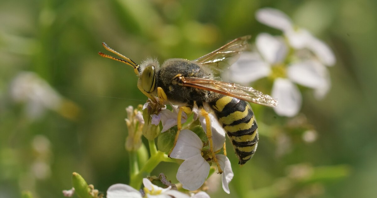 Dit beestje is verkozen tot ‘Insect van het jaar 2025’ (en waarom je ...