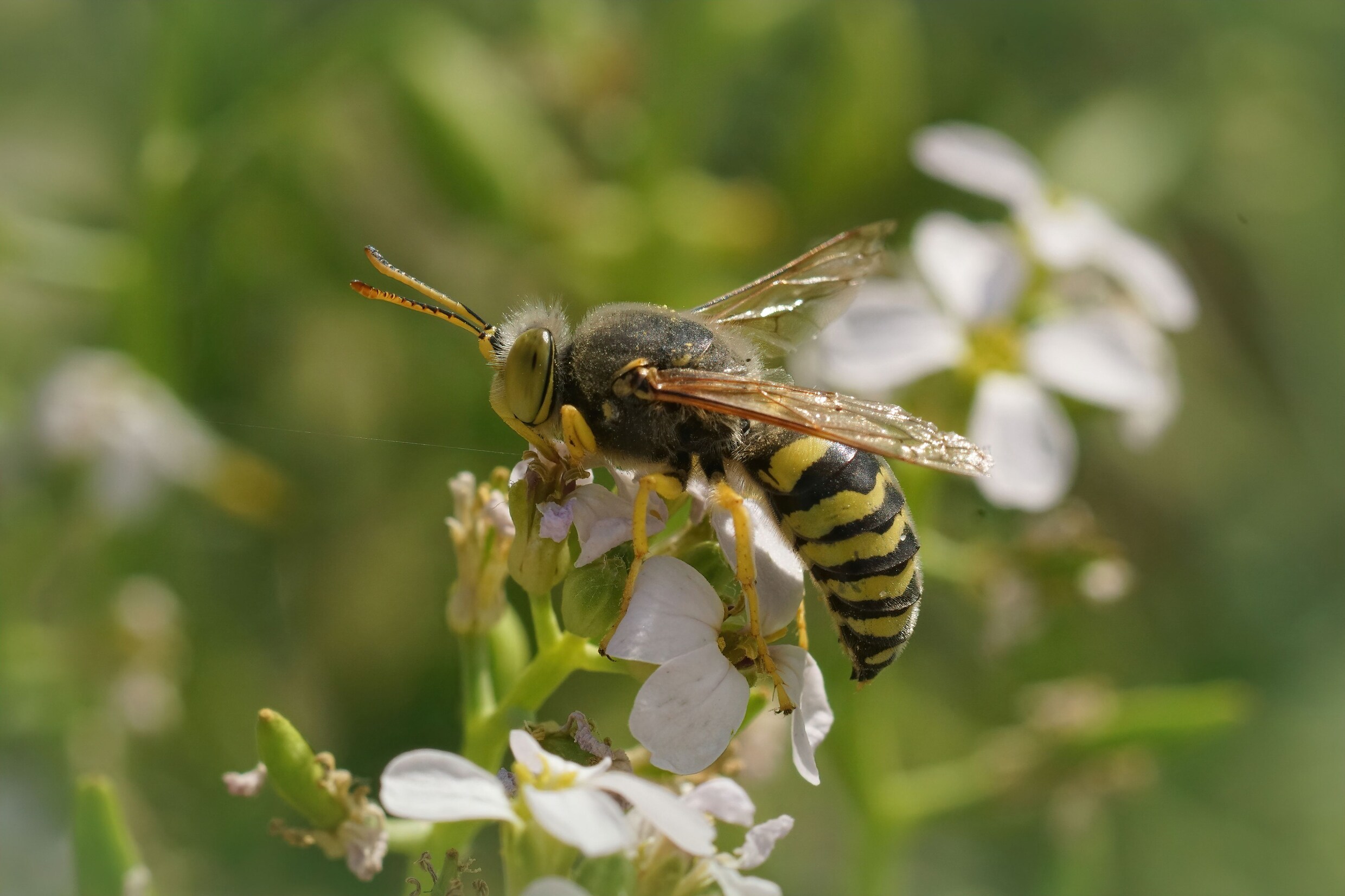 Dit beestje is verkozen tot ‘Insect van het jaar 2025’ (en waarom je ...