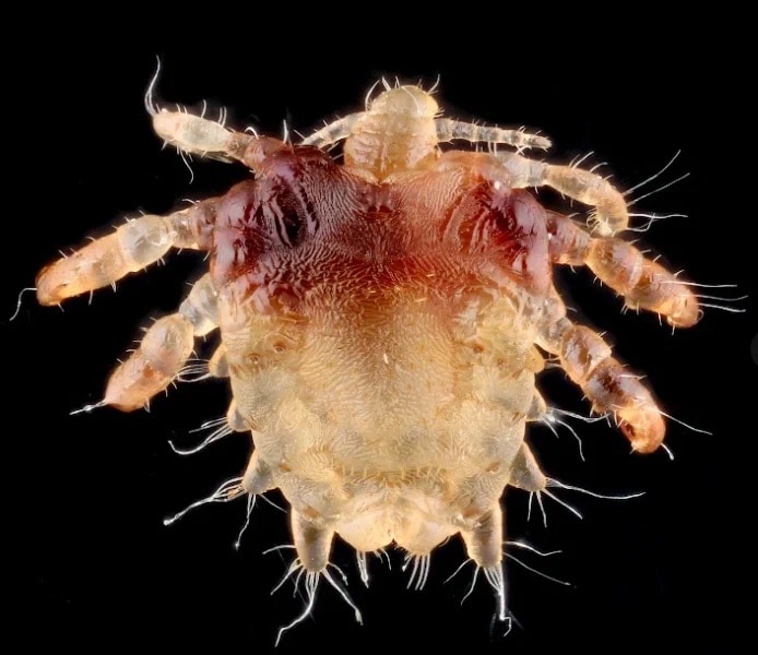 Déze beestjes zijn genomineerd voor ‘Insect van het jaar 2025’ (en dit ...