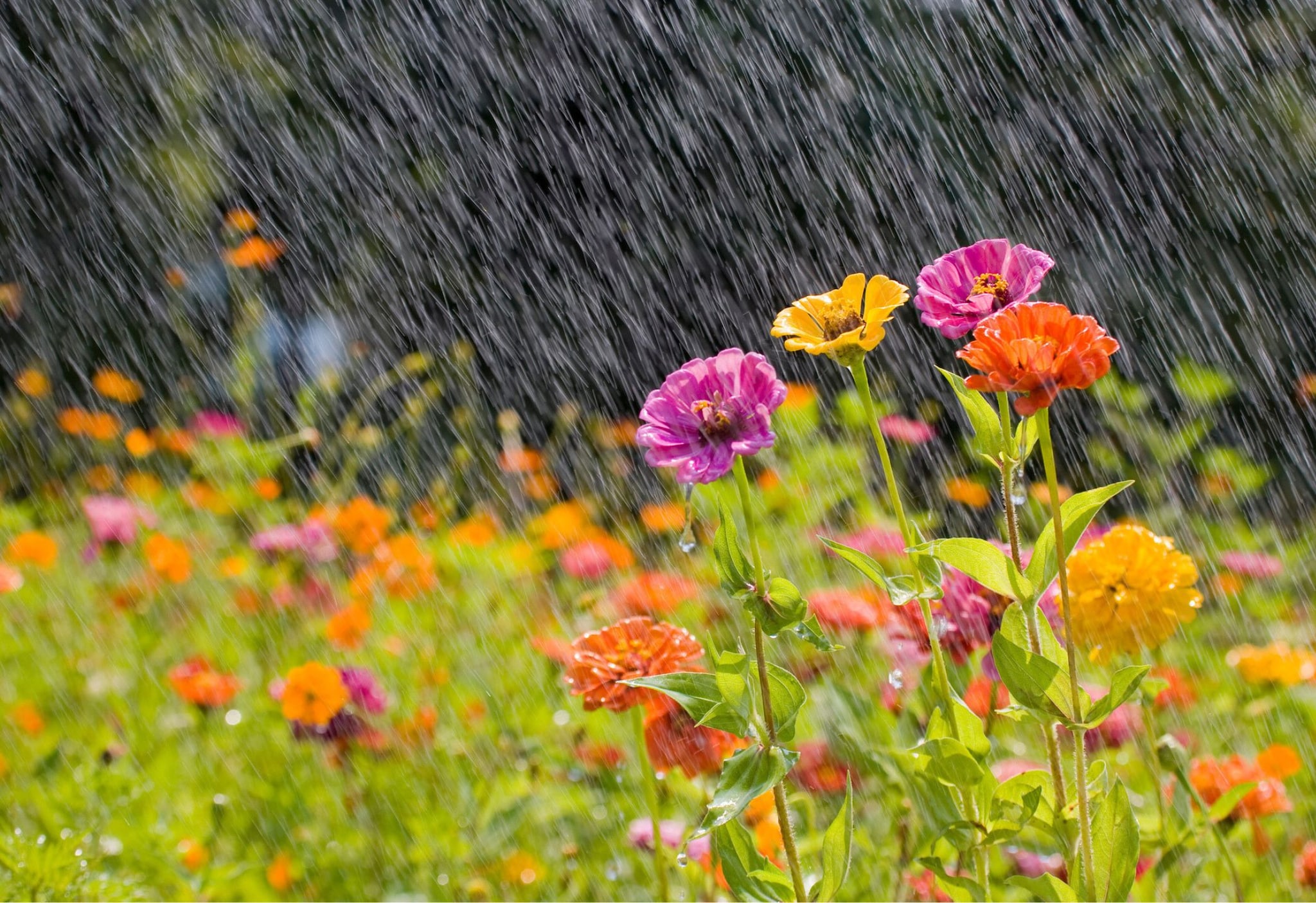 Weerbericht: na zonneschijn komt regen