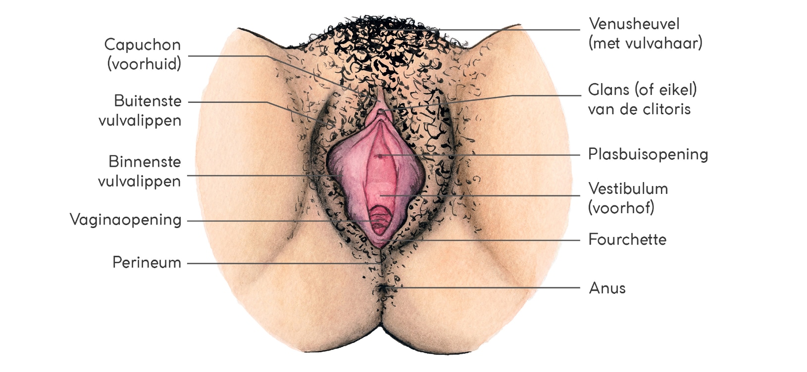 Vulva Anatomi