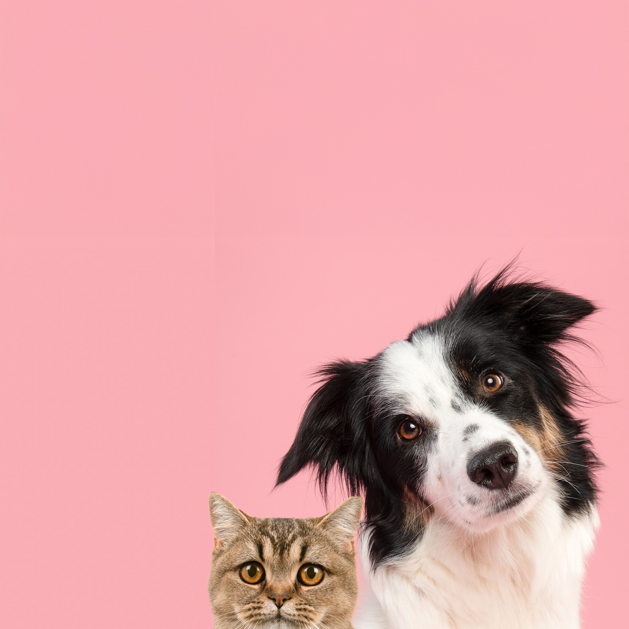 Je kat miauwt veel? Deze dierenarts legt uit waarom katten miauwen