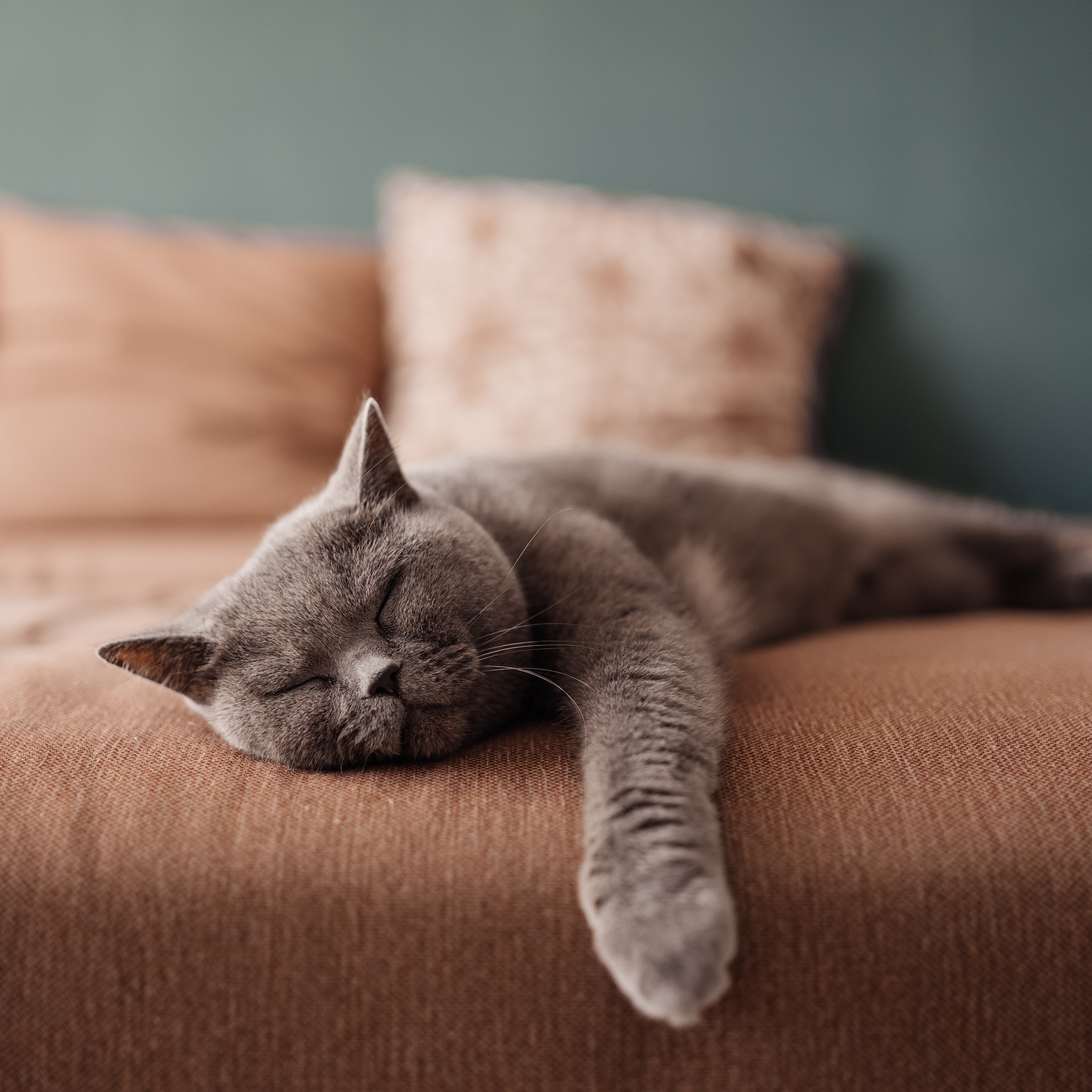 Je kat miauwt veel? Deze dierenarts legt uit waarom katten miauwen