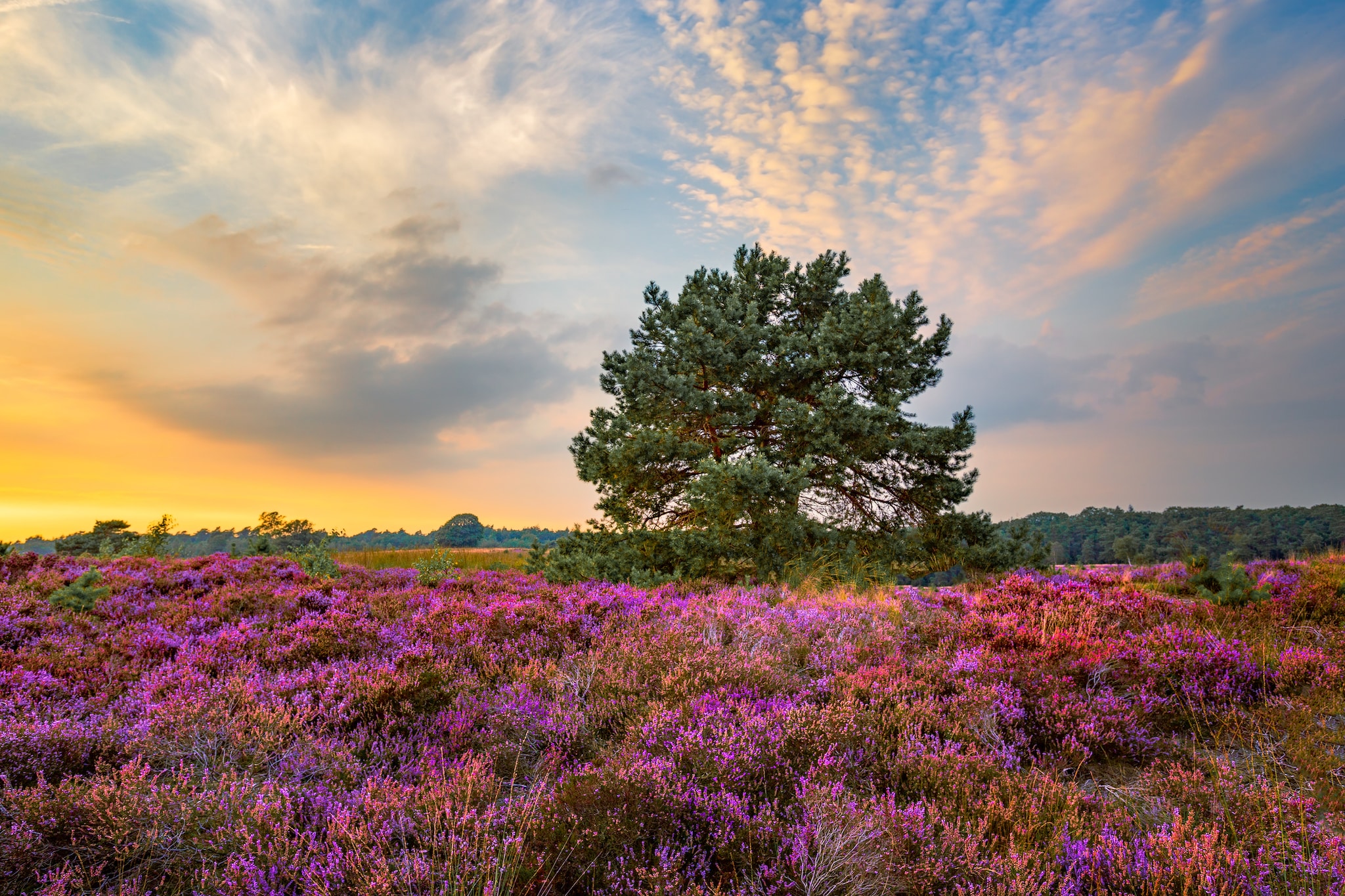 Waarom de heide eerder bloeit (en waar je kunt wandelen tussen prachtig ...