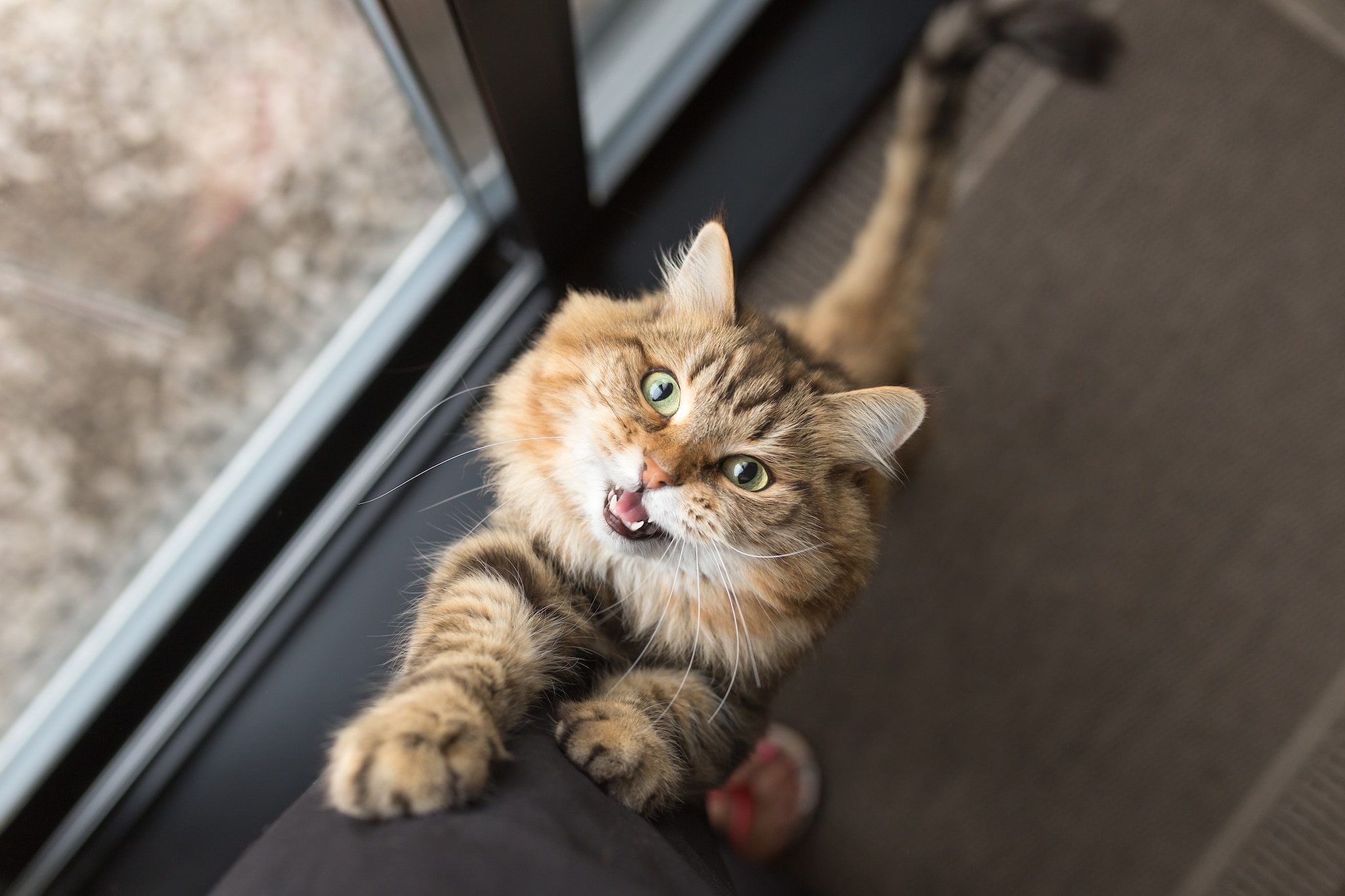 Je kat miauwt veel? Deze dierenarts legt uit waarom katten miauwen