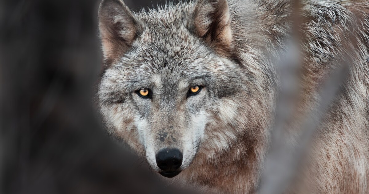 Waarschuwing voor de wolf: Mijd het bos op de Utrechtse Heuvelrug | Libelle