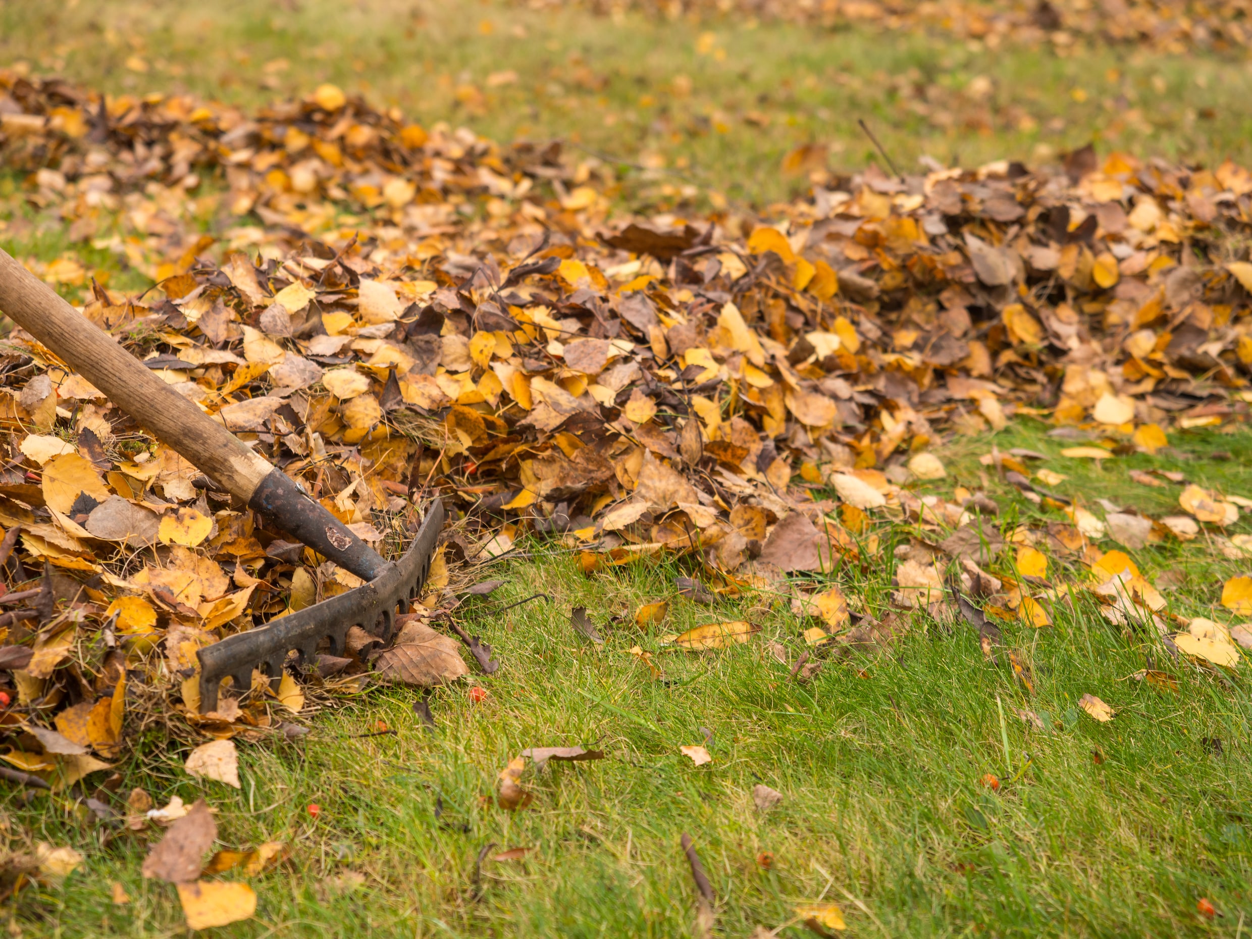 Het lijkt wel herfst: waarom nú al de blaadjes van de bomen vallen ...