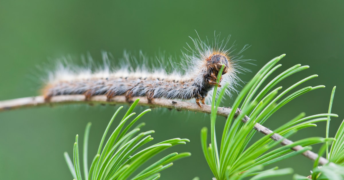Jeukalarm: in déze twee provincies is de dennenprocessierups gespot | Libelle