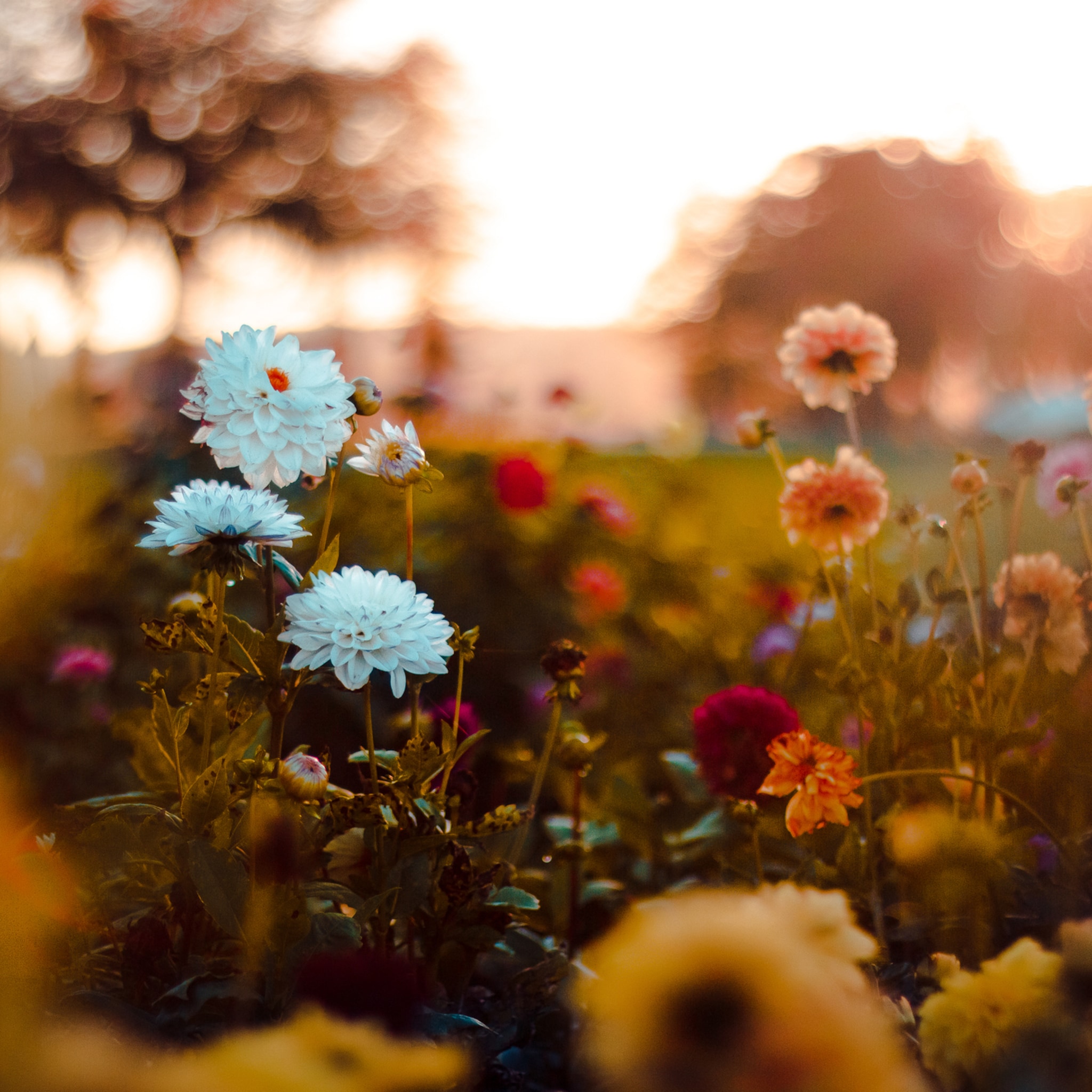 Deze soorten tulpen zijn er (en dit zijn de verschillen)