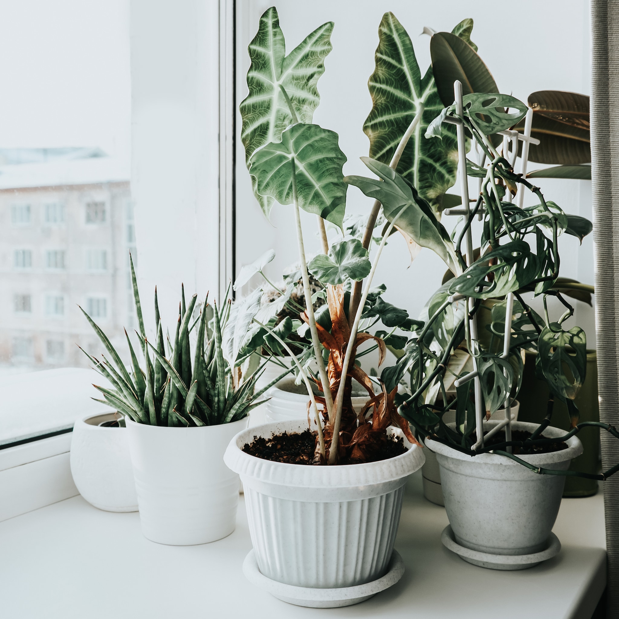 Zo krijg je weer gewone zoekresultaten in Google, zonder AI-blok