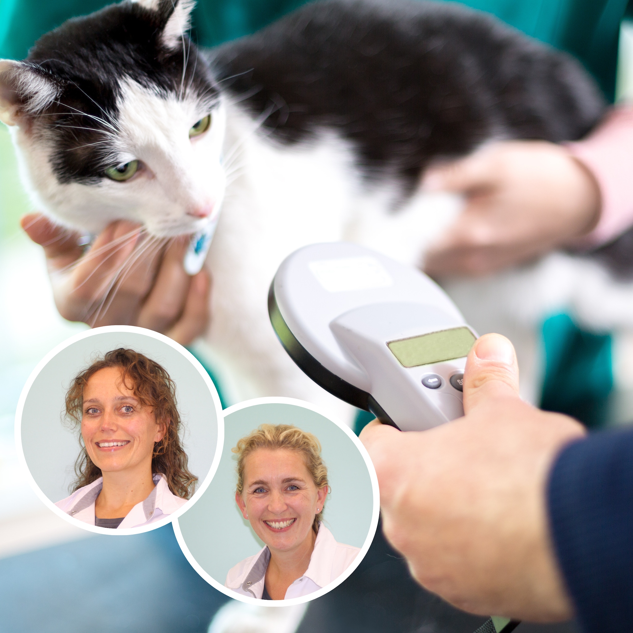 Je kat miauwt veel? Deze dierenarts legt uit waarom katten miauwen