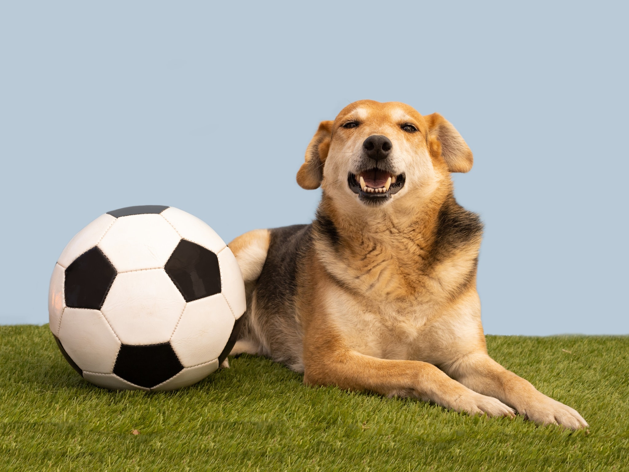 Dít zijn de schattige honden van de Oranje-spelers